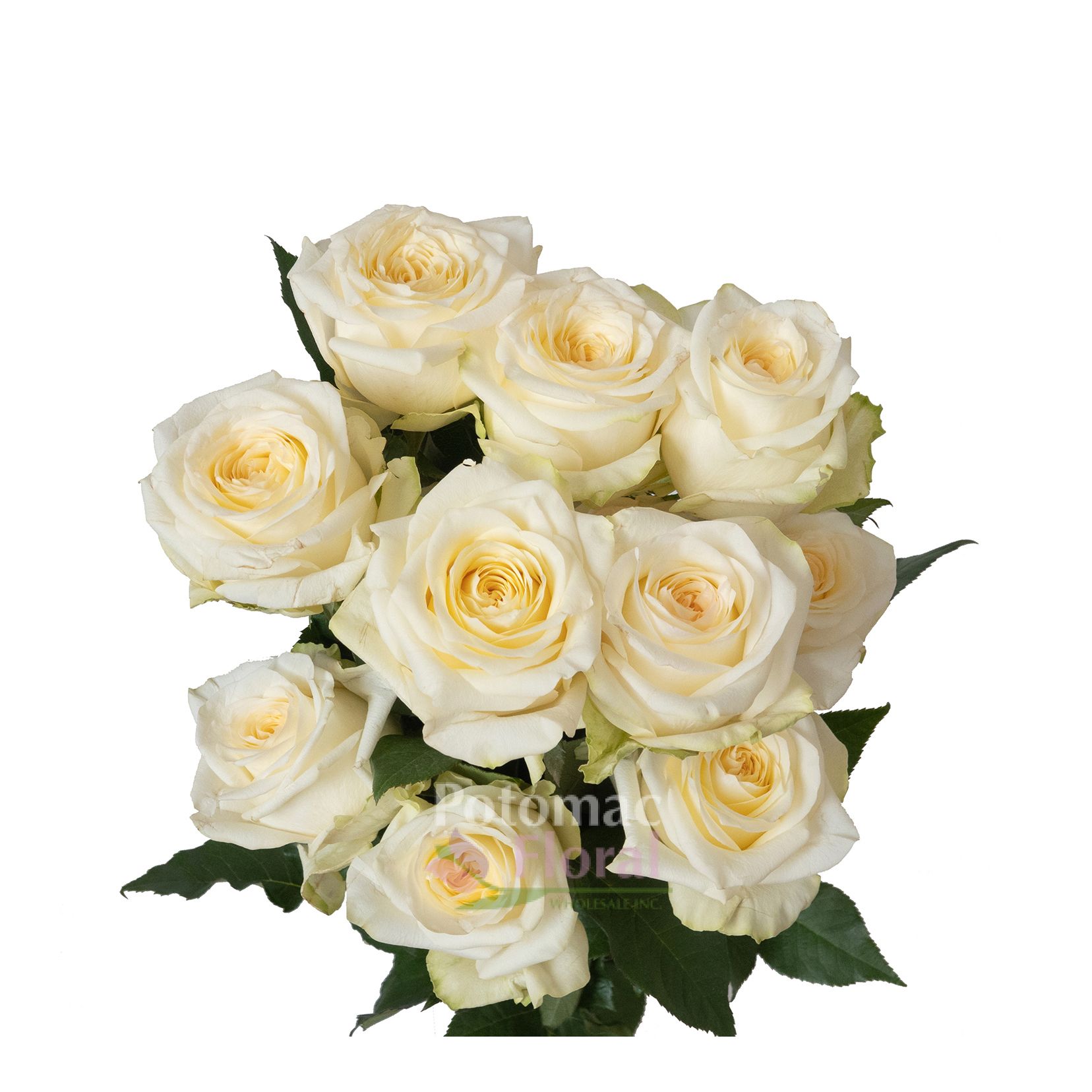 Garden Rose, Candlelight- Huge Creamy White - Very Long Lasting - Potomac Floral Wholesale